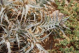 ד"ר רחל עינב | פרי האדמה - צמחי בר נאכלים פ-ת