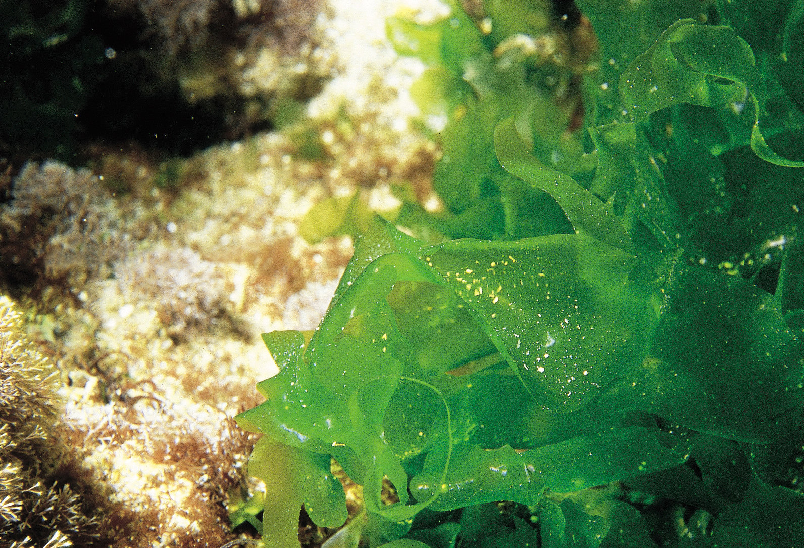 Ulva fasciata Delile 1813