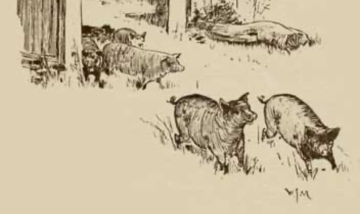 19th century: Pig's life and poaching