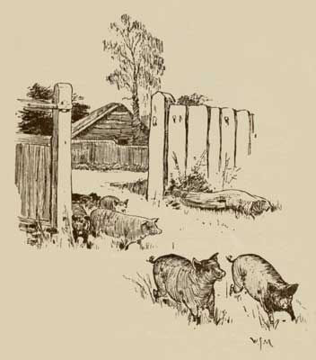 19th century: Pig's life and poaching