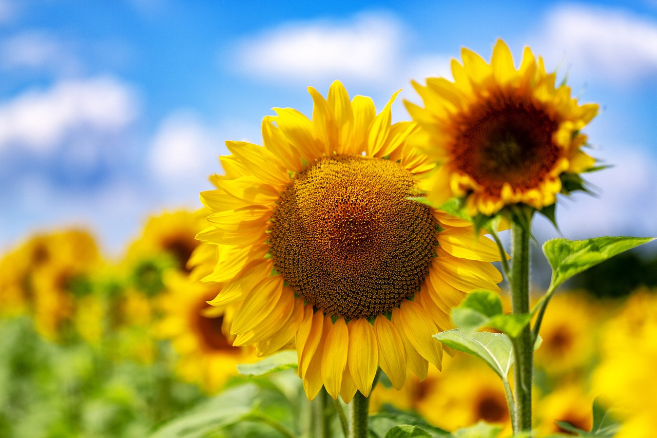 Organic Sunflower Seed Powder