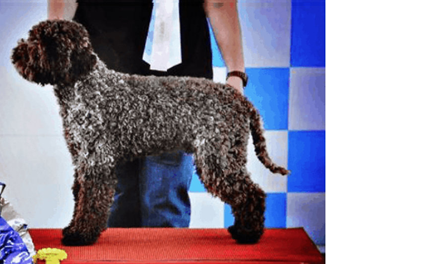 Our Dogs | Lagotto Romagnolo Dogs