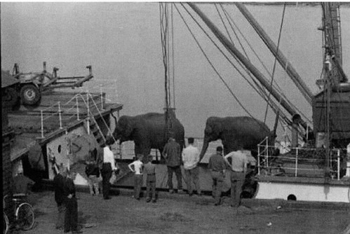 Circus Ship - Fleurus, Shirley the Elephant archival package | Yarmouth ...
