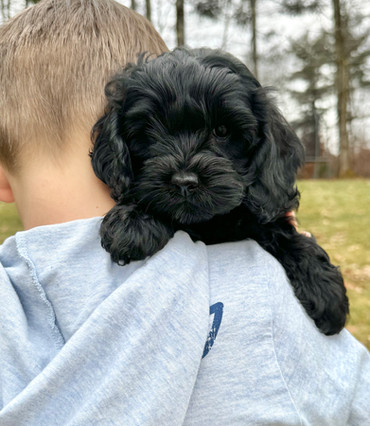 Moon's Cockapoo Puppies | Chesleyhillcockapoos | Cockapoo Breeder ...