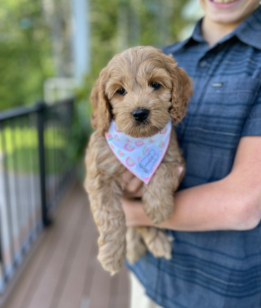 Apple's Pups | Chesleyhillcockapoos | Cockapoo Breeder Boston ...
