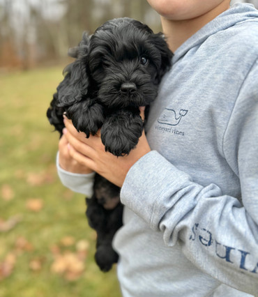 Moon's Cockapoo Puppies | Chesleyhillcockapoos | Cockapoo Breeder ...