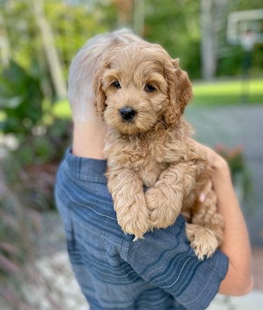 Apple's Pups | Chesleyhillcockapoos | Cockapoo Breeder Boston ...