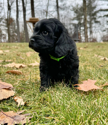 Moon's Cockapoo Puppies | Chesleyhillcockapoos | Cockapoo Breeder ...