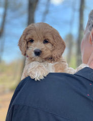 cockapoo apricot colour