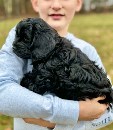 Moon's Cockapoo Puppies | Chesleyhillcockapoos | Cockapoo Breeder ...