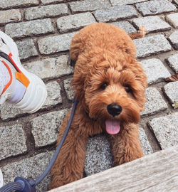 find cockapoo breeders