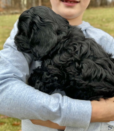 Moon's Cockapoo Puppies | Chesleyhillcockapoos | Cockapoo Breeder ...