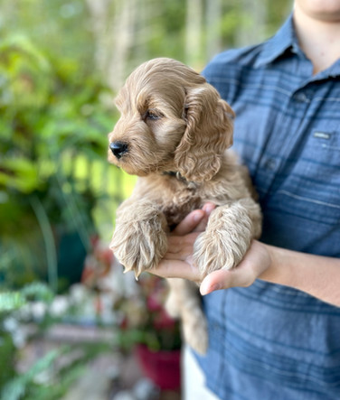 Apple's Pups | Chesleyhillcockapoos | Cockapoo Breeder Boston ...