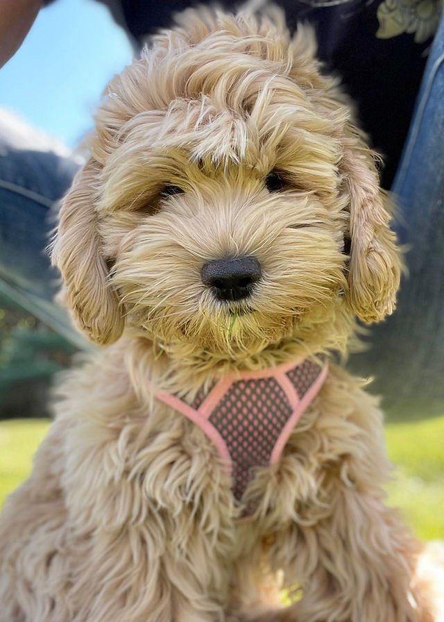 Cocapoo Puppy | atelier-yuwa.ciao.jp