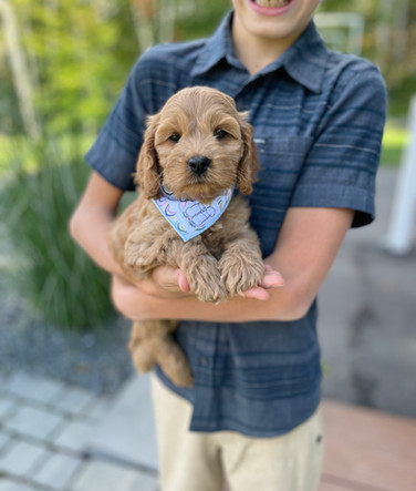 Apple's Pups | Chesleyhillcockapoos | Cockapoo Breeder Boston ...