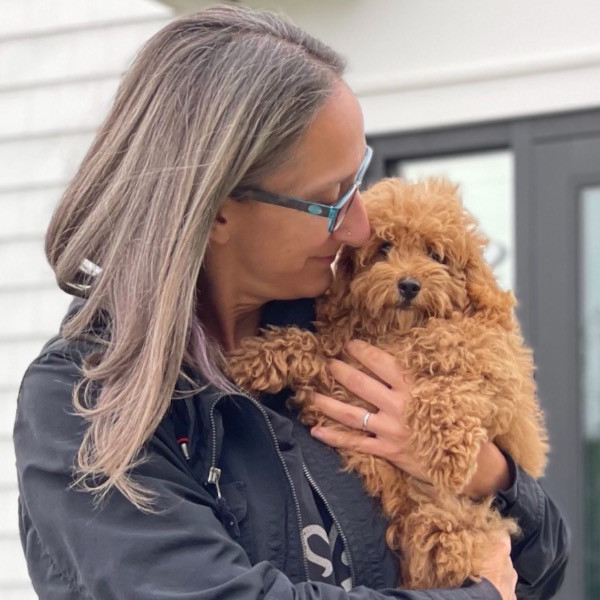 Our Dads | Chesleyhillcockapoos | Cockapoo Family breeder | Cockapoo ...