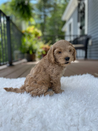 Eevee's Pups | Chesleyhillcockapoos | Cockapoo Family Breeder New ...