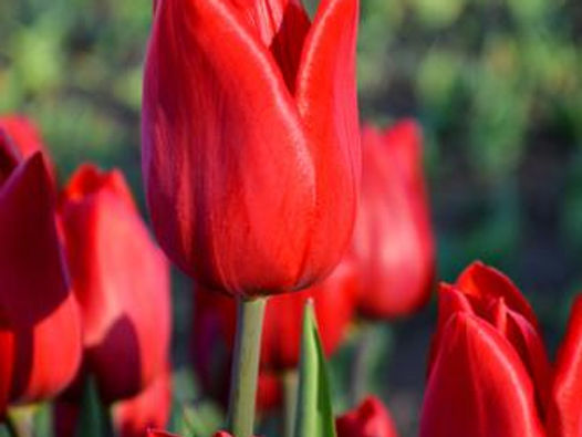 A Year of Blooms: A Month-by-Month Floral Calendar for Every Gardener