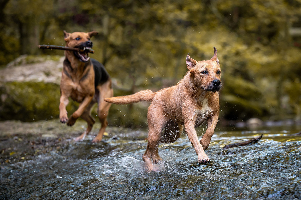 The Art of Capturing Dog Action Shots