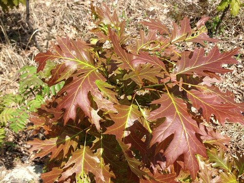 Northern Red Oak Tree For Sale Online | Shrubs & Trees Depot