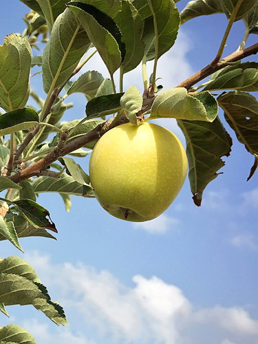 Golden Dorsett Apple Tree For Sale Online | Shrubs & Trees Depot
