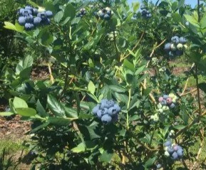 Krewer™ Blueberry | Shrubs & Trees Depot