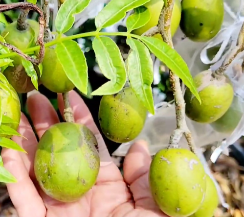 Jamaican Plum Tree