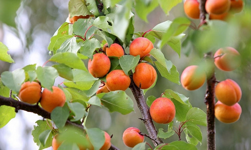 Early Golden Apricot Tree For Sale Online | Shrubs & Trees Depot