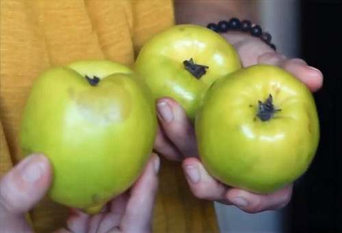 Crimea Quince Tree ™ (ships potted) | Shrubs & Trees Depot