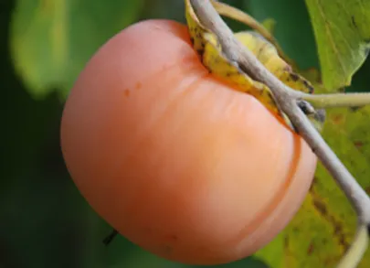 Yates American Persimmon Tree (Cold Hardy) For Sale Online | Shrubs ...