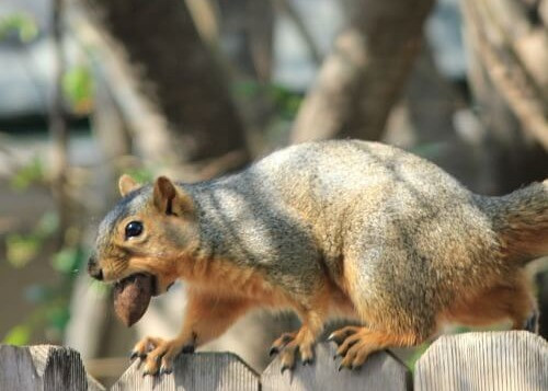 Wildlife Pecan Tree | Shrubs & Trees Depot