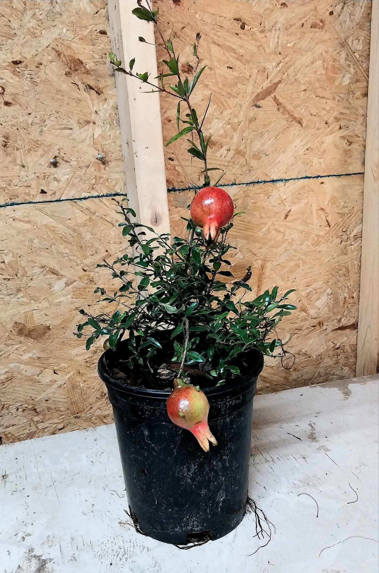 sochi-dwarf-pomegranate-tree-fruiting-size