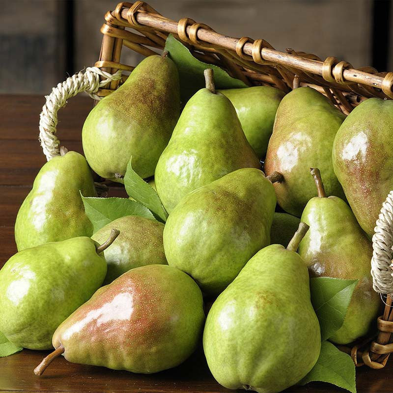 barlett-pear