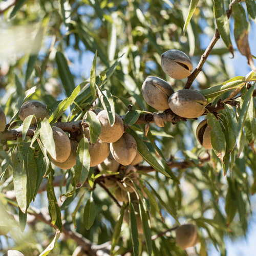 Potted Almond Trees | Buy Potted Plants