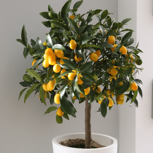 Potted Fruit Trees | Buy Potted Plants 5/5