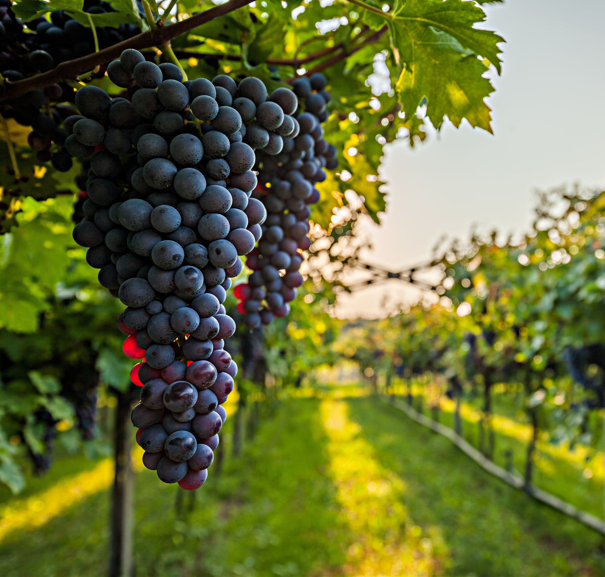 glenora-seedless-grapevine