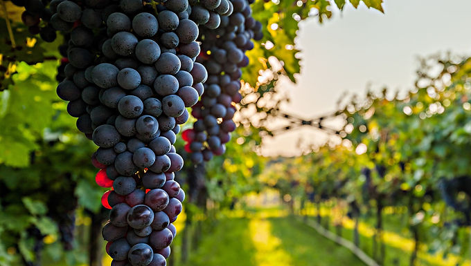 glenora-seedless-grapevine