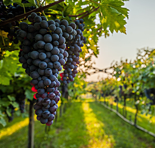 Glenora Seedless Grapevine For Sale Online | Shrubs & Trees Depot