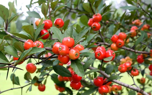 Eastern Mayhaw Tree For Sale Online | Shrubs & Trees Depot