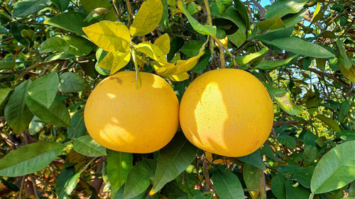 Valentine Pummelo For Sale Online | Shrubs & Trees Depot