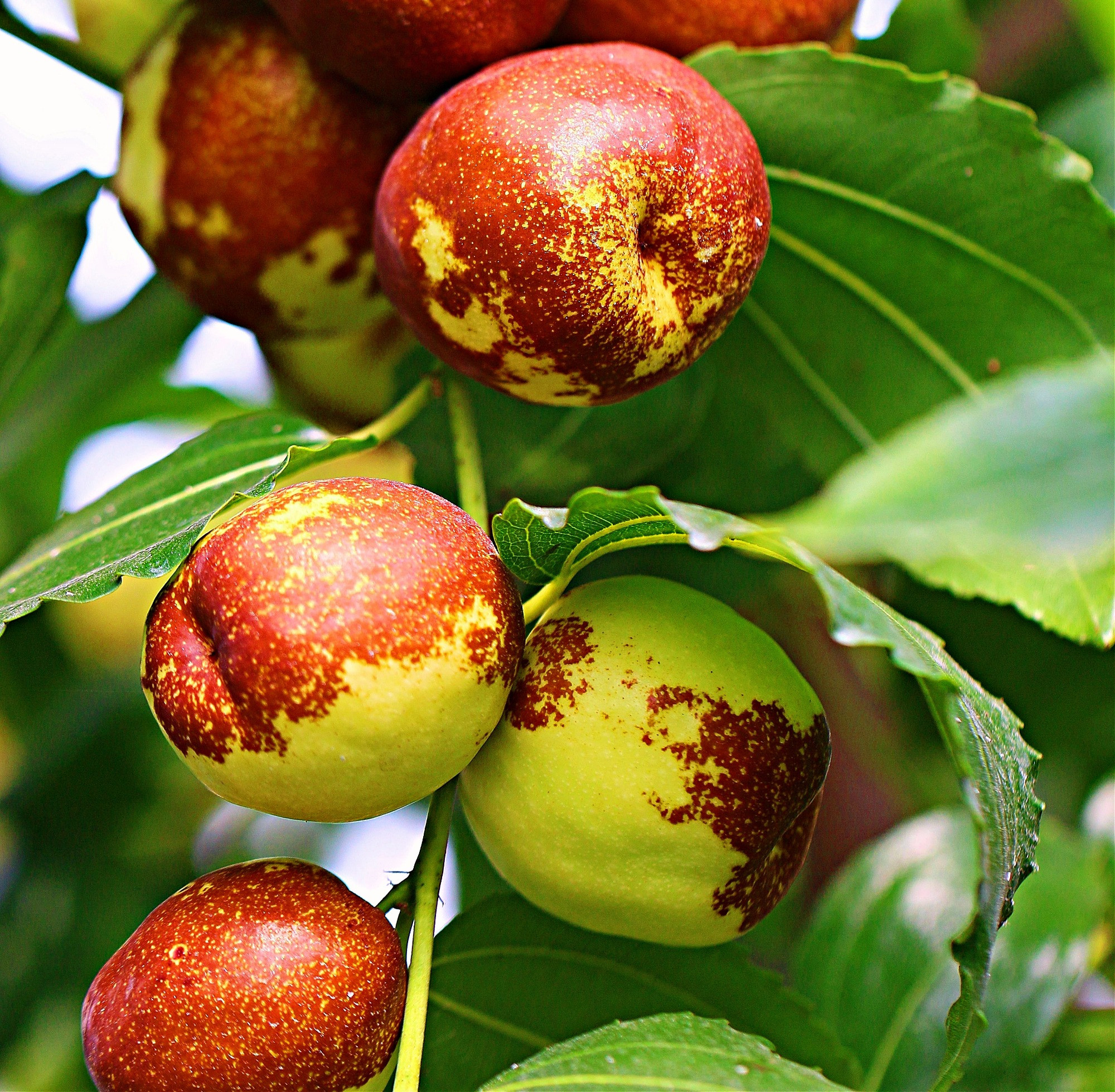 li-jujube-tree