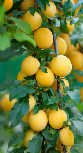 Gold Plum Tree For Sale Online | Shrubs & Trees Depot