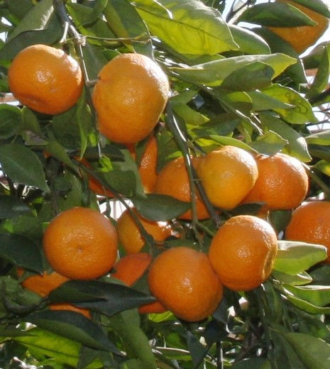 saint-ann-satsuma-tree