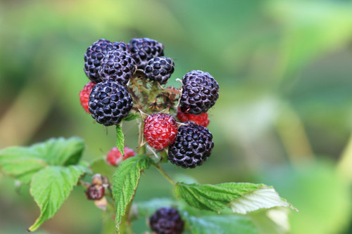 Bristol Black Raspberry | Buy Potted Plants