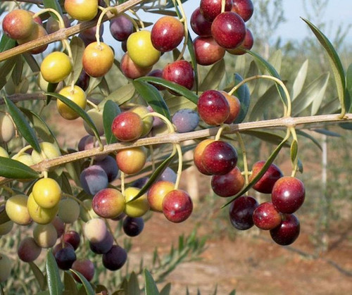 Arbequina Olive Tree (ships potted) | Shrubs & Trees Depot