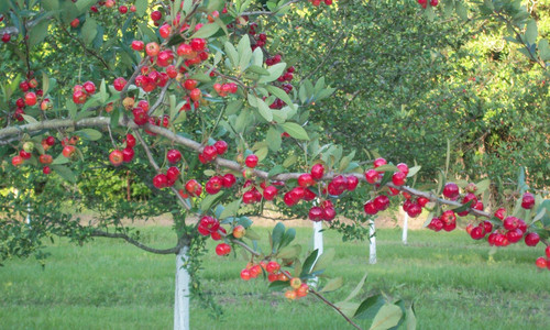 Red Native Mayhaw Tree For Sale Online | Shrubs & Trees Depot