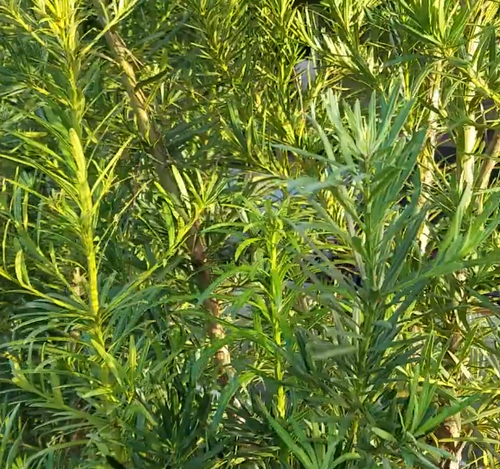 Podocarpus | Shrubs & Trees Depot