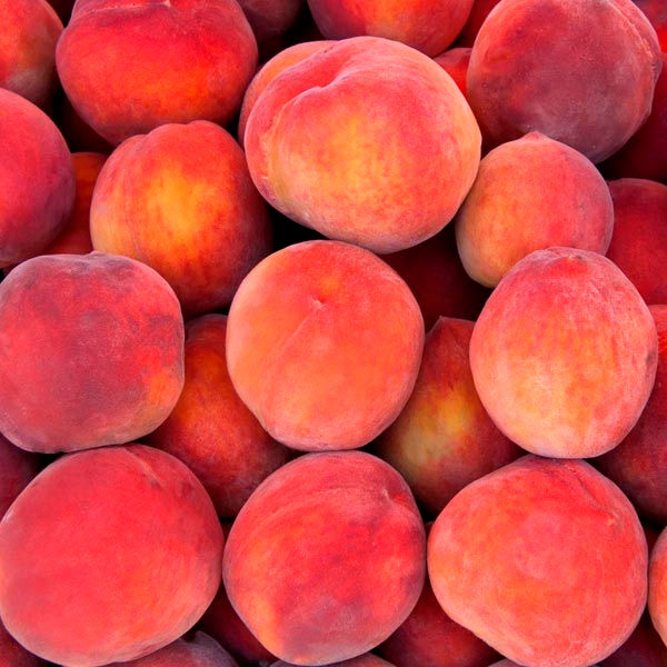 Peach Trees | Shrubs & Trees Depot