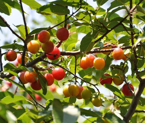 Native Plum Tree For Sale Online | Shrubs & Trees Depot