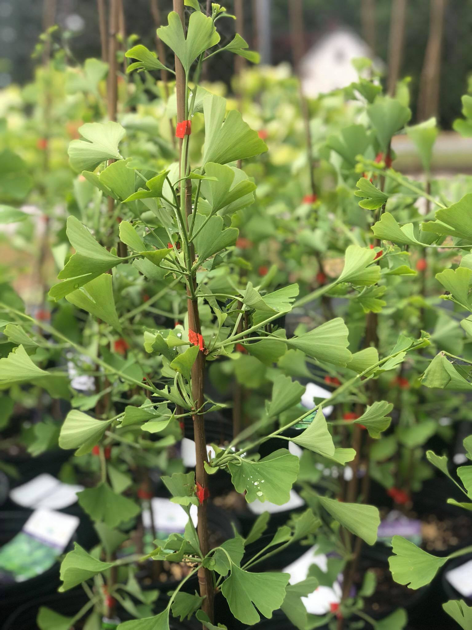 sky-tower-ginko-tree
